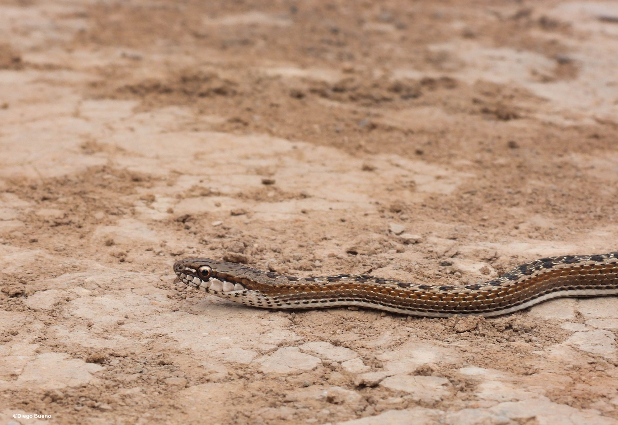 DIFUSIÓN DEL CONOCIMIENTO CIENTÍFICO Y CONSERVACIÓN DE ANFIBIOS Y ...