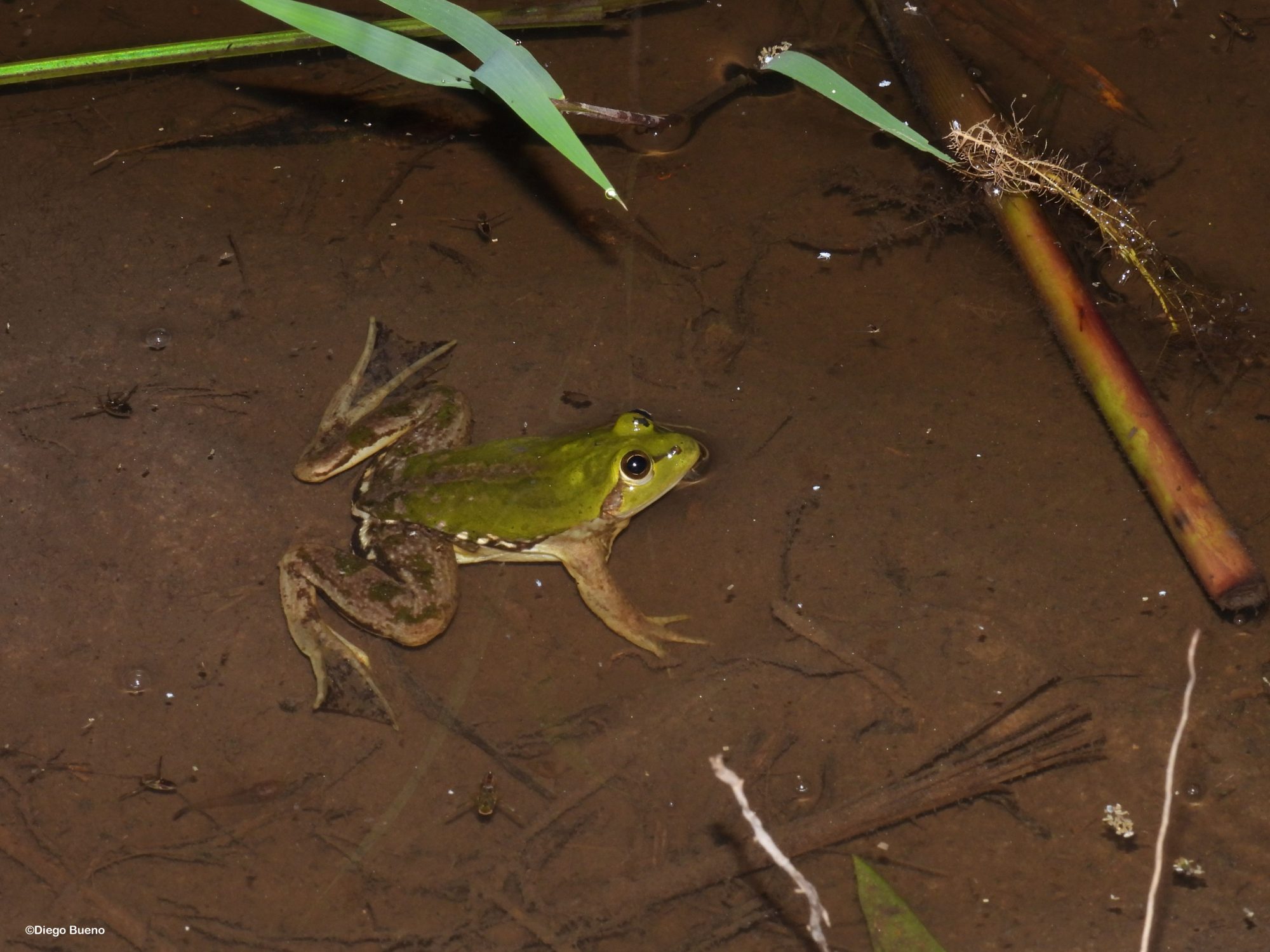 DIFUSIÓN DEL CONOCIMIENTO CIENTÍFICO Y CONSERVACIÓN DE ANFIBIOS Y ...