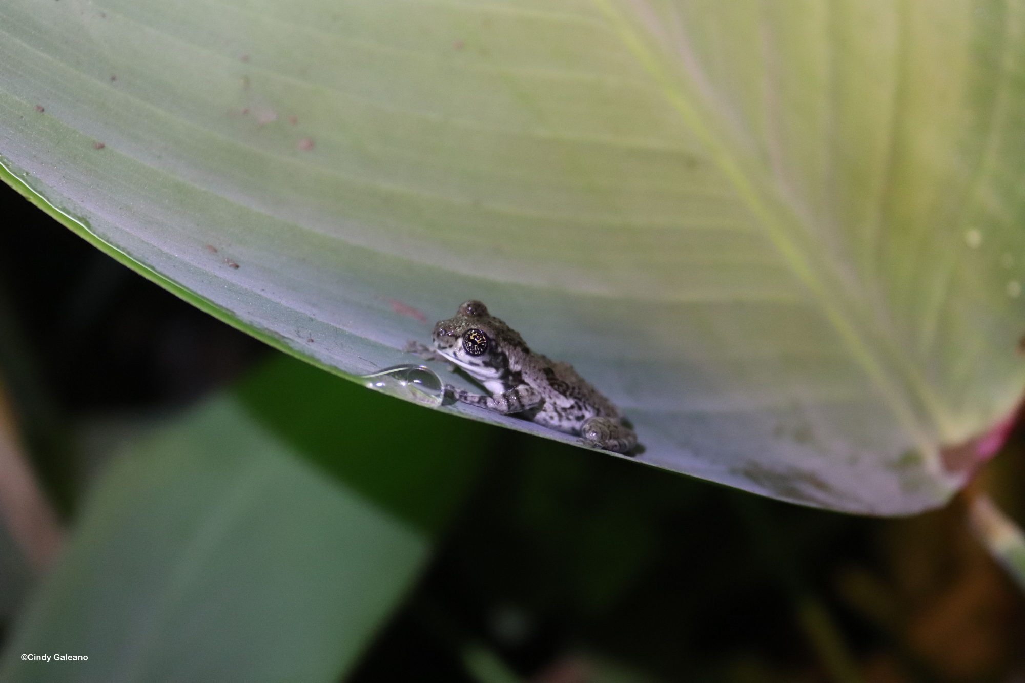 DIFUSIÓN DEL CONOCIMIENTO CIENTÍFICO Y CONSERVACIÓN DE ANFIBIOS Y ...