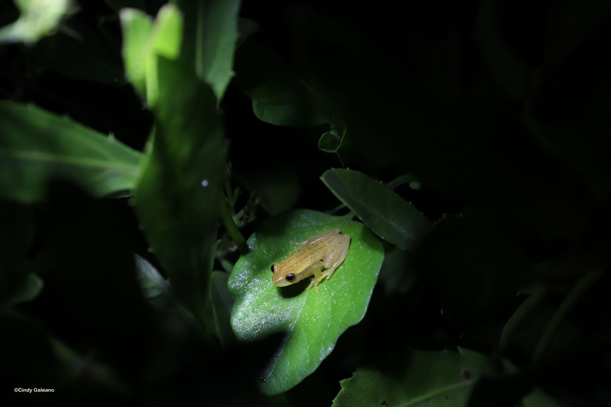 DIFUSIÓN DEL CONOCIMIENTO CIENTÍFICO Y CONSERVACIÓN DE ANFIBIOS Y ...